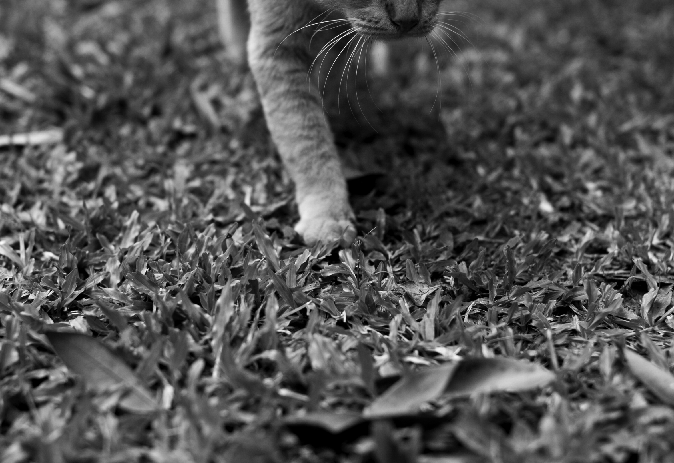excerpted from A Cat Named Darwin | The Sun Magazine